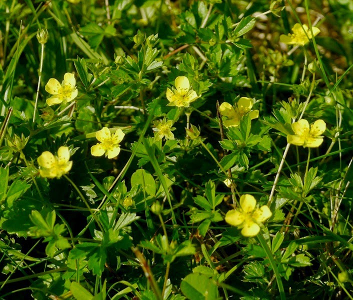 Instantes botánicos: Tormentilla Potentilla erecta