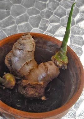 Simple Backyard Gardening: Grow Your Own Ginger