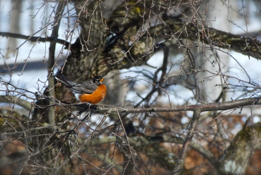 Wife, Mother, Gardener: The First Robins of Spring...