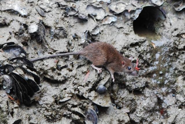 Singapore Wild Animals: Rodents