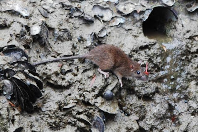 Singapore Wild Animals: Rodents