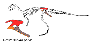 Every Dinosaur: Ornithischians