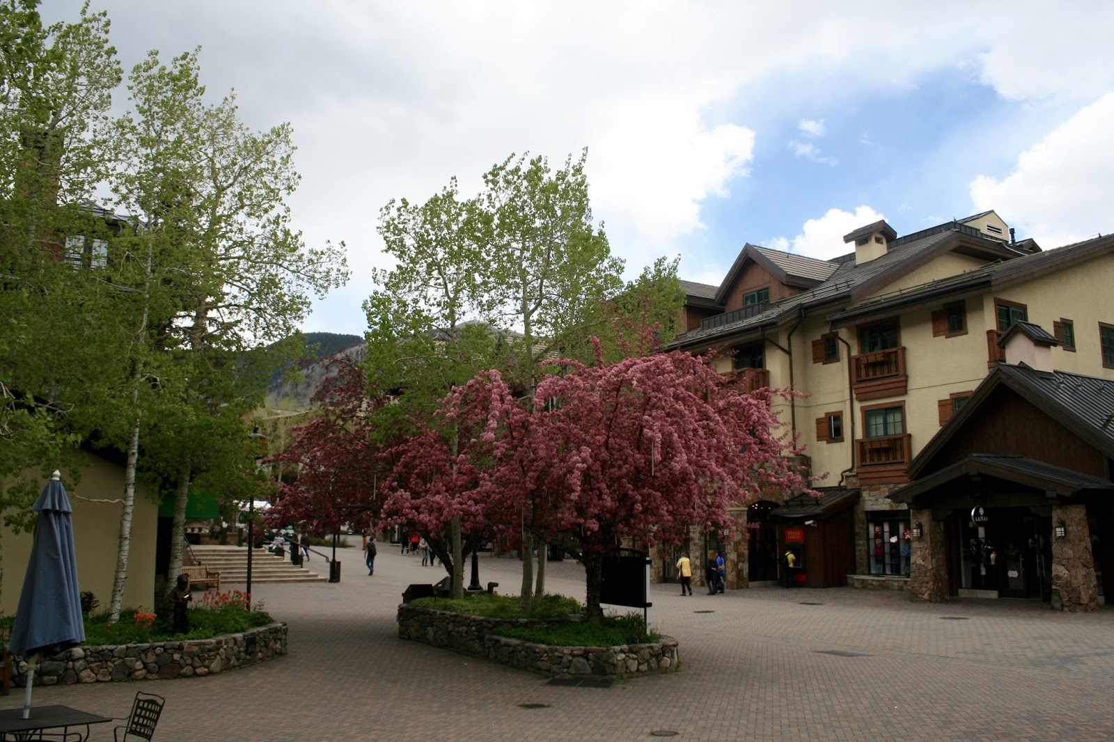 Amy's Creative Pursuits: The Beautiful Spring Blooms of Vail, Colorado