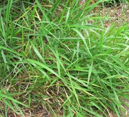 Informações Agrícolas: Braquiária decumbens - Brachiaria decumbens (Stapf)