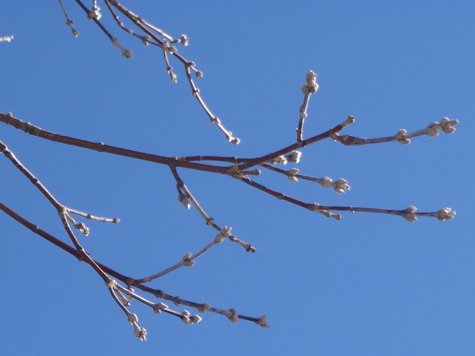 Out of the Box: an invitation into nature: Eight (or so) Trees You Can ...