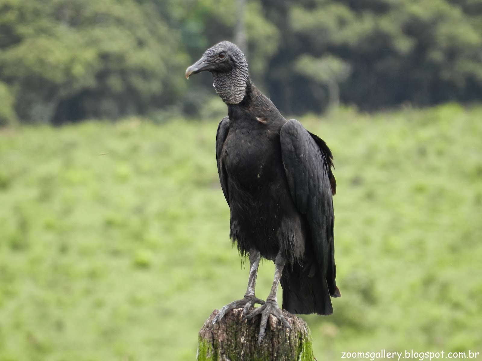 Zooms Gallery: Urubu