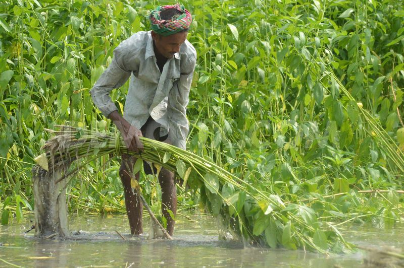 47+ Gambar Tanaman Jute Populer - Informasi Seputar Tanaman Hias