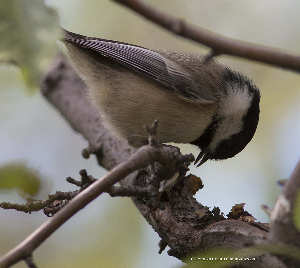 The Beth Lenz: Chicka- chicka-chickadees