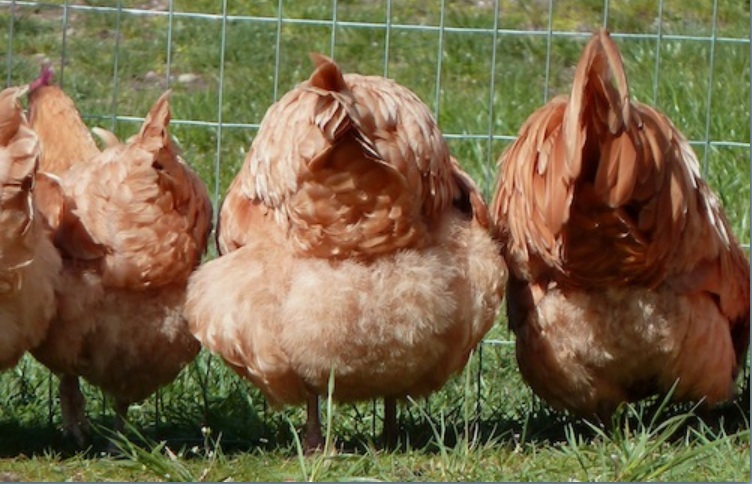 Cranky Puppy Farm: The Business Side of Chickens