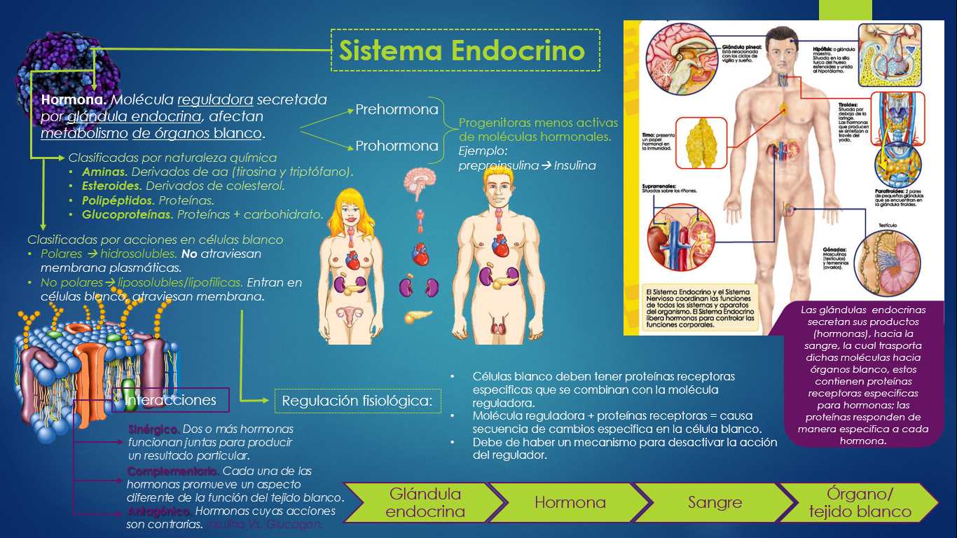 Yongui Fisiología Medica : Sistema Endocrino