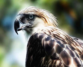Taking Action for Endangered Species: The Philippine Eagle