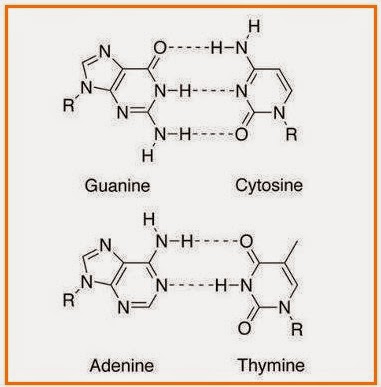 DNA-BASA NITROGEN- IKATATAN HIDROGEN - Biology Page