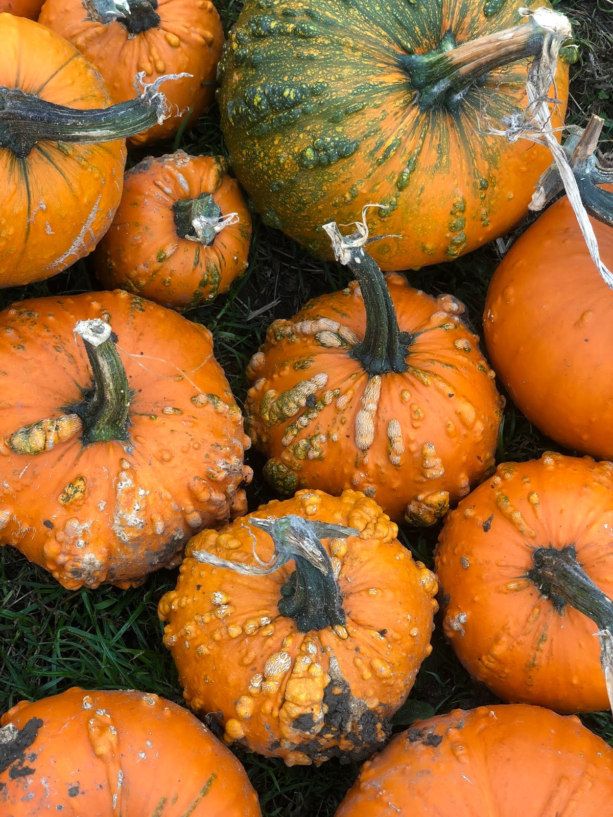 Autumn // I have this thing with Pumpkins {homegrown and an annual ...