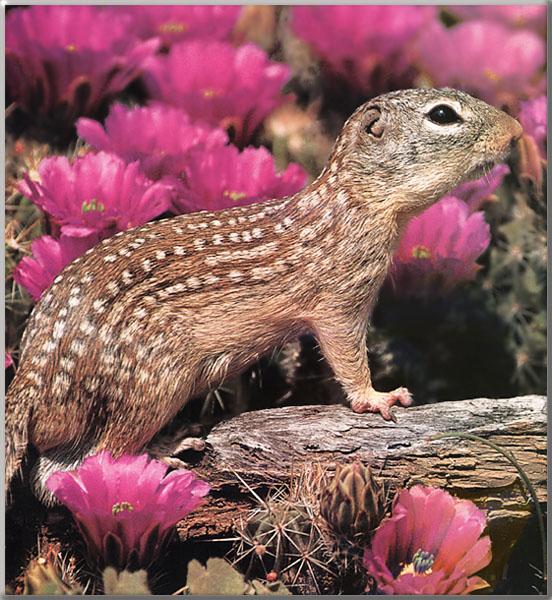 The News For Squirrels: Squirrels of Texas: The Mexican Ground Squirrel