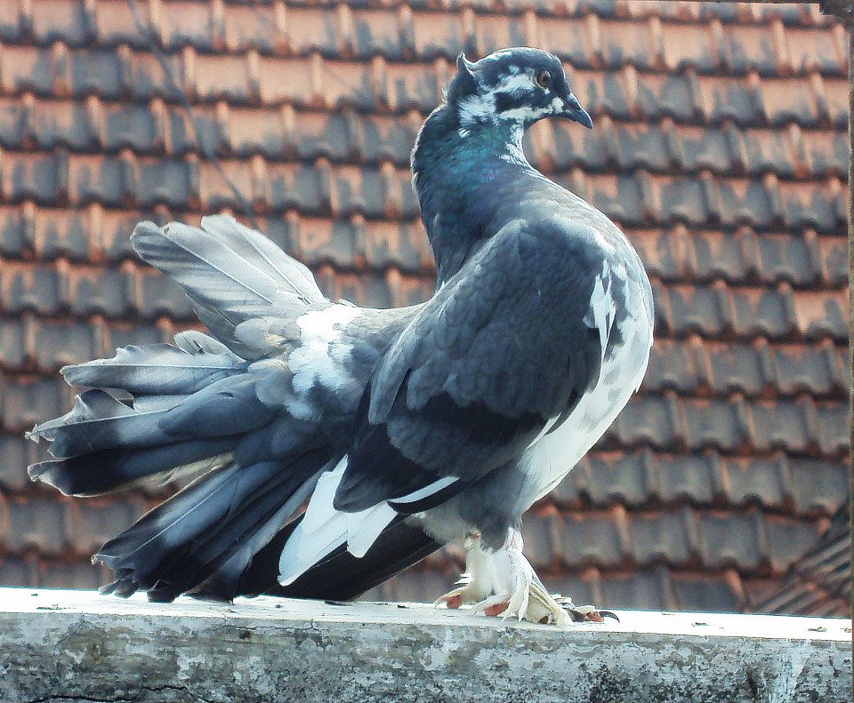 toko bagong farm: merpati kipas blorok