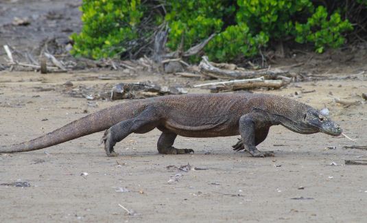 Komodo adalah jenis kadal raksasa yang hidup endemik dan dilindungi ...