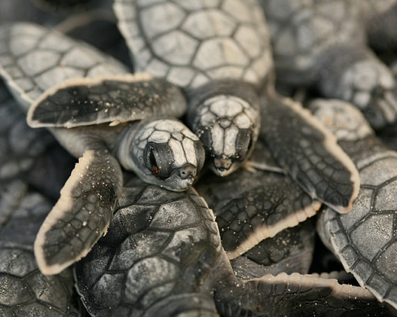best photos 2 share: 8 Cute pictures of baby turtles