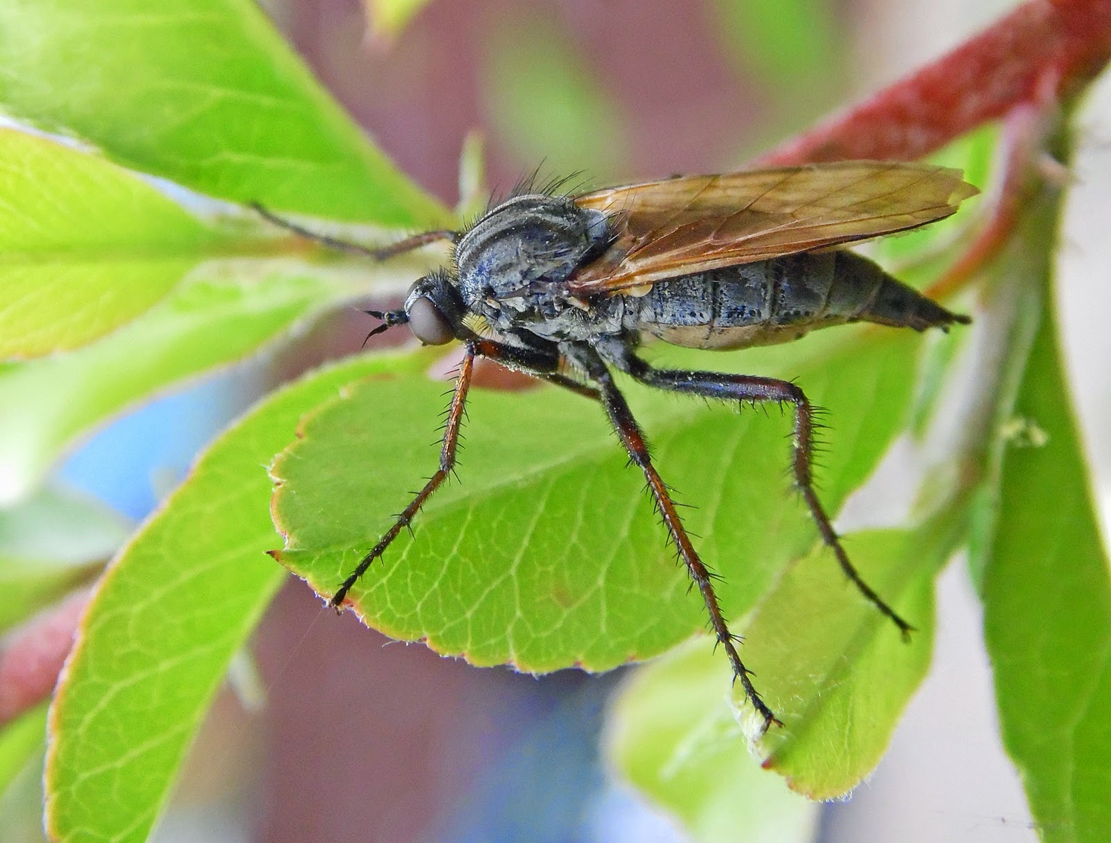 Random Jottings: Flying Things