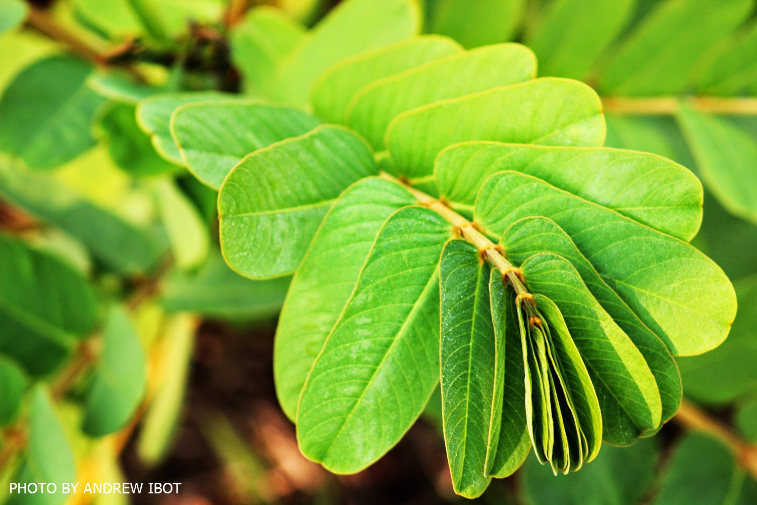 Ako si ANDREW IBOT!: Akapulko