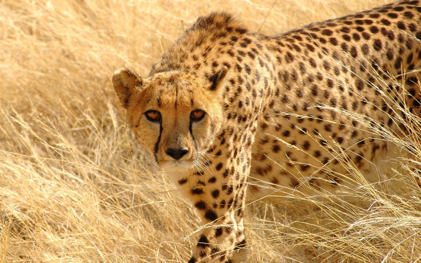 Cheetah - HD Wallpapers | Earth Blog