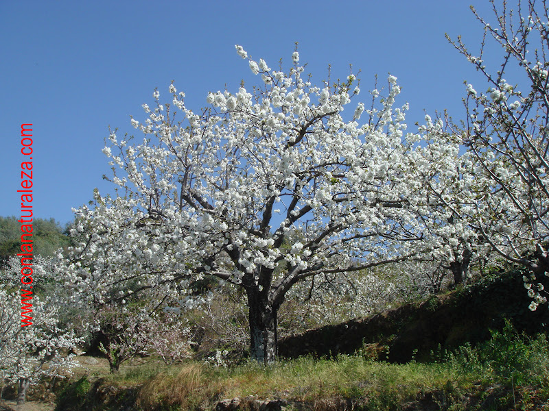 Flora urbana de Getafe: Cerezo