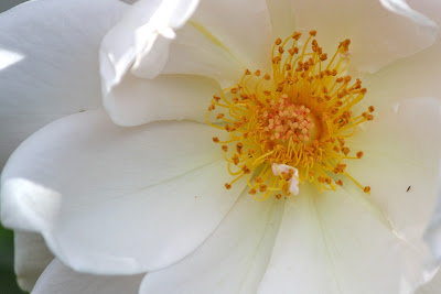 Bloom: School is out