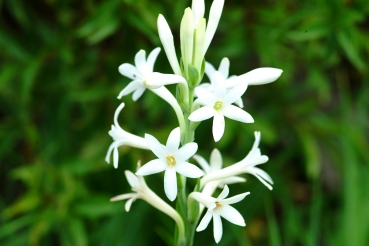 flowers for flower lovers.: Tuberose flowers photos.