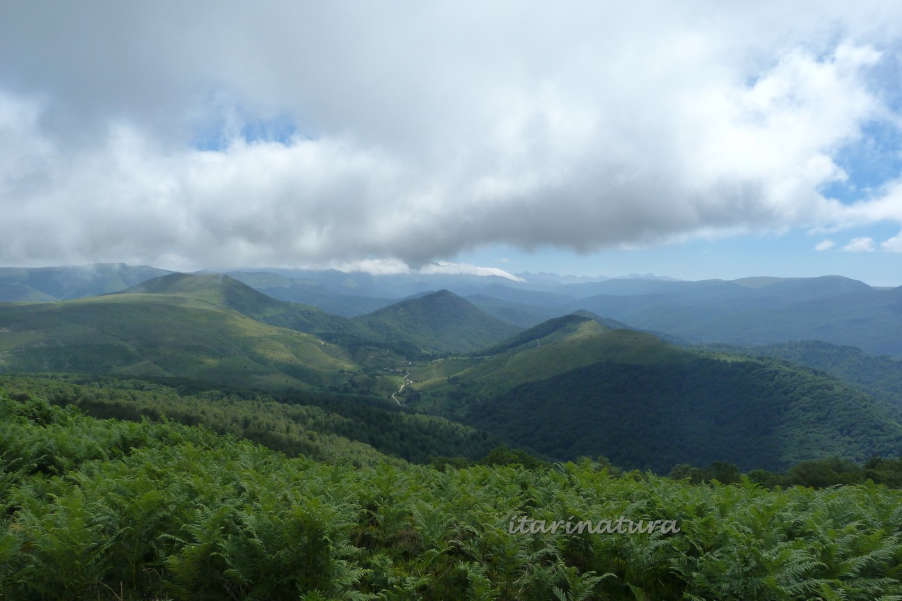 Selva de Irati: agosto 2013