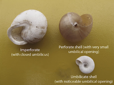 Squirrel's View: Land Snails