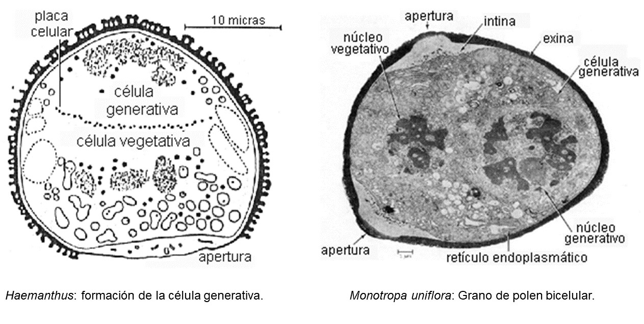 Francisco Chablé Moreno IT Roque: Fecundación maíz