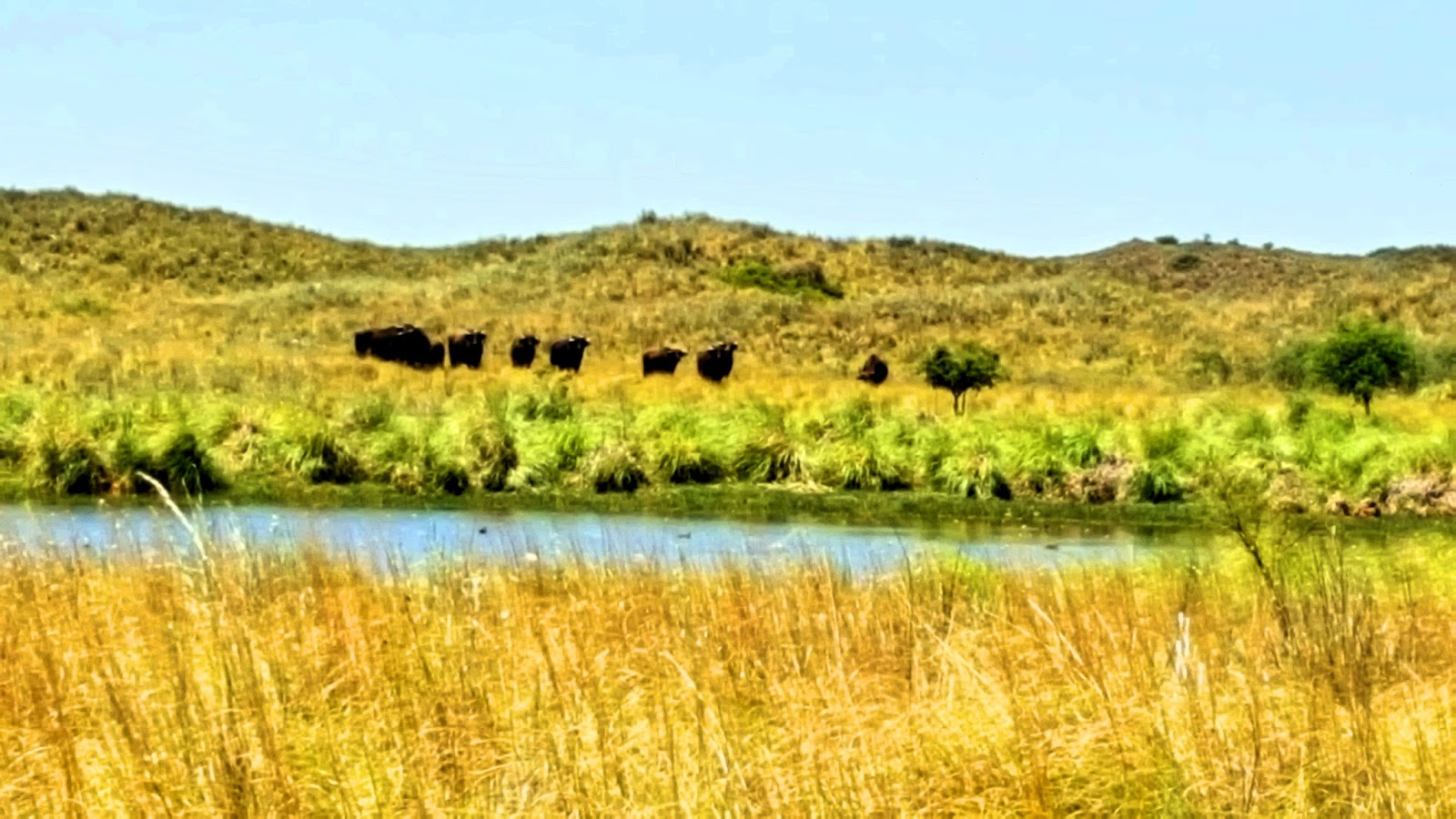 Buscando soledades: Perdidos en La Pampa, buscando al puma