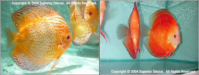 Discus: Discus Information
