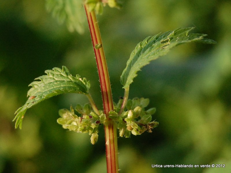 Hablando en verde: Ortiga menor (Urtica urens)