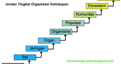 Tingkat Organisasi Kehidupan dan Pengertiannya LENGKAP | Biologi Kesehatan