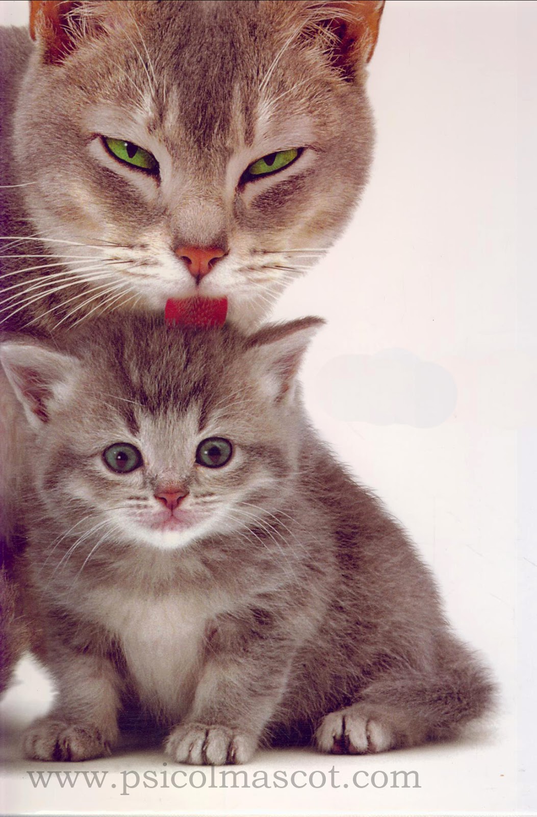 PSICOLMASCOT: ¿Cómo y por qué los gatos ronronean?