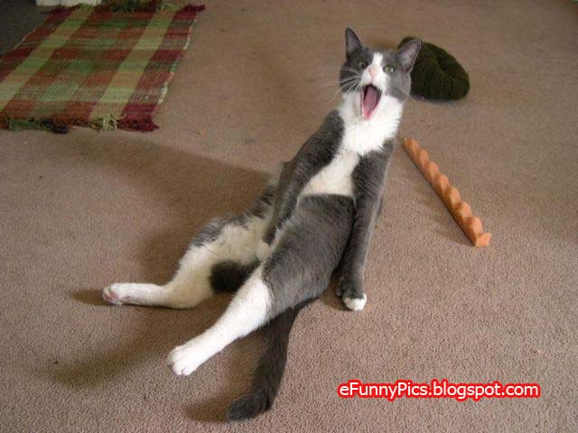 Screaming Cat - Funny Photos, Funny Videos
