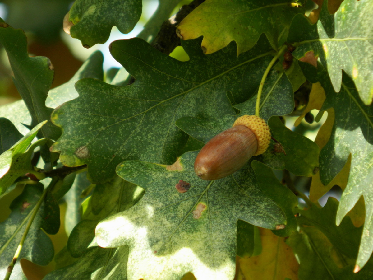LA MULTI ANI, ROMANIA!: Ghinda