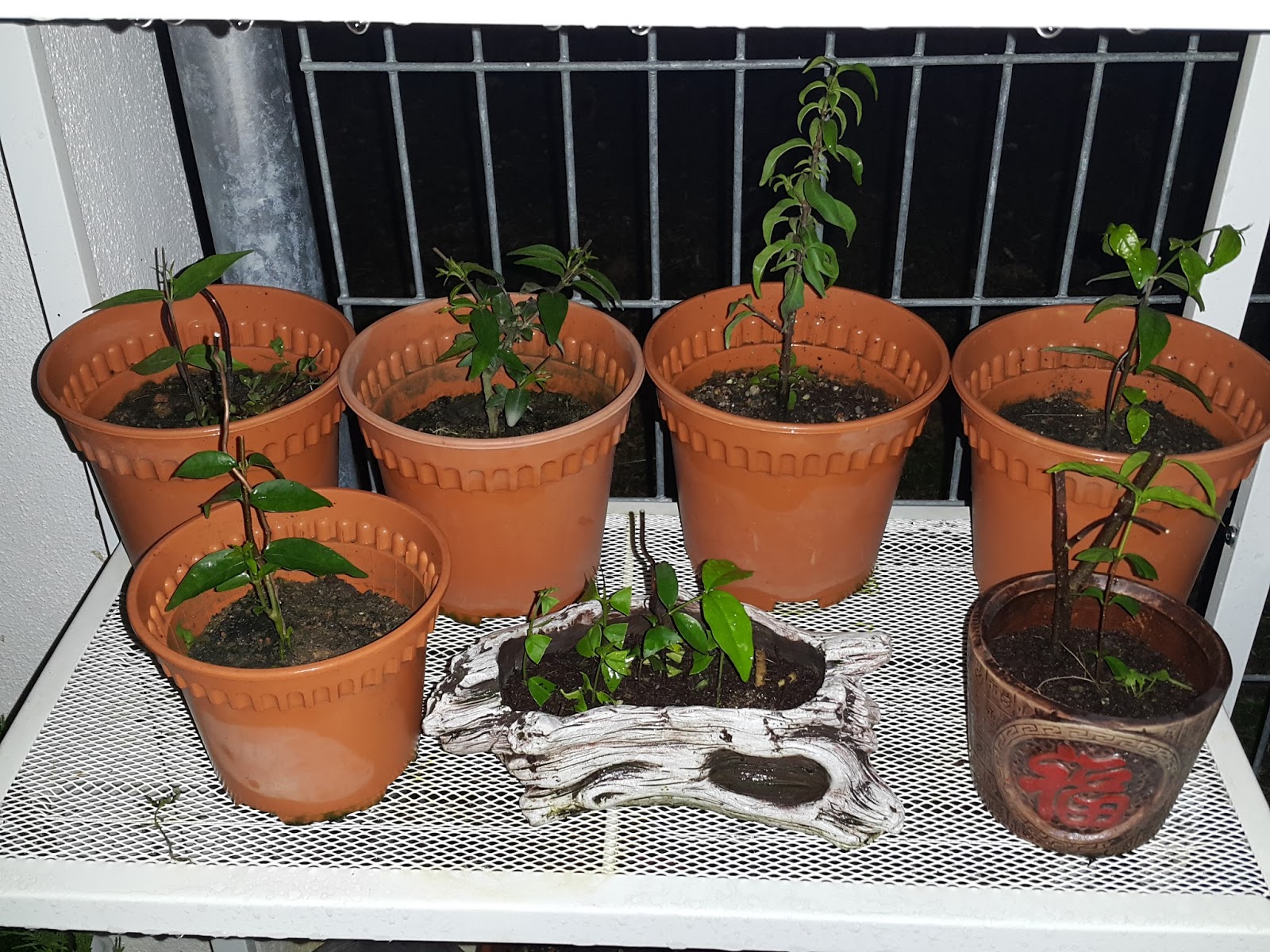 blog of amir rofie: Bonsai: Anak-anak pokok Santalia (Sep 2017)