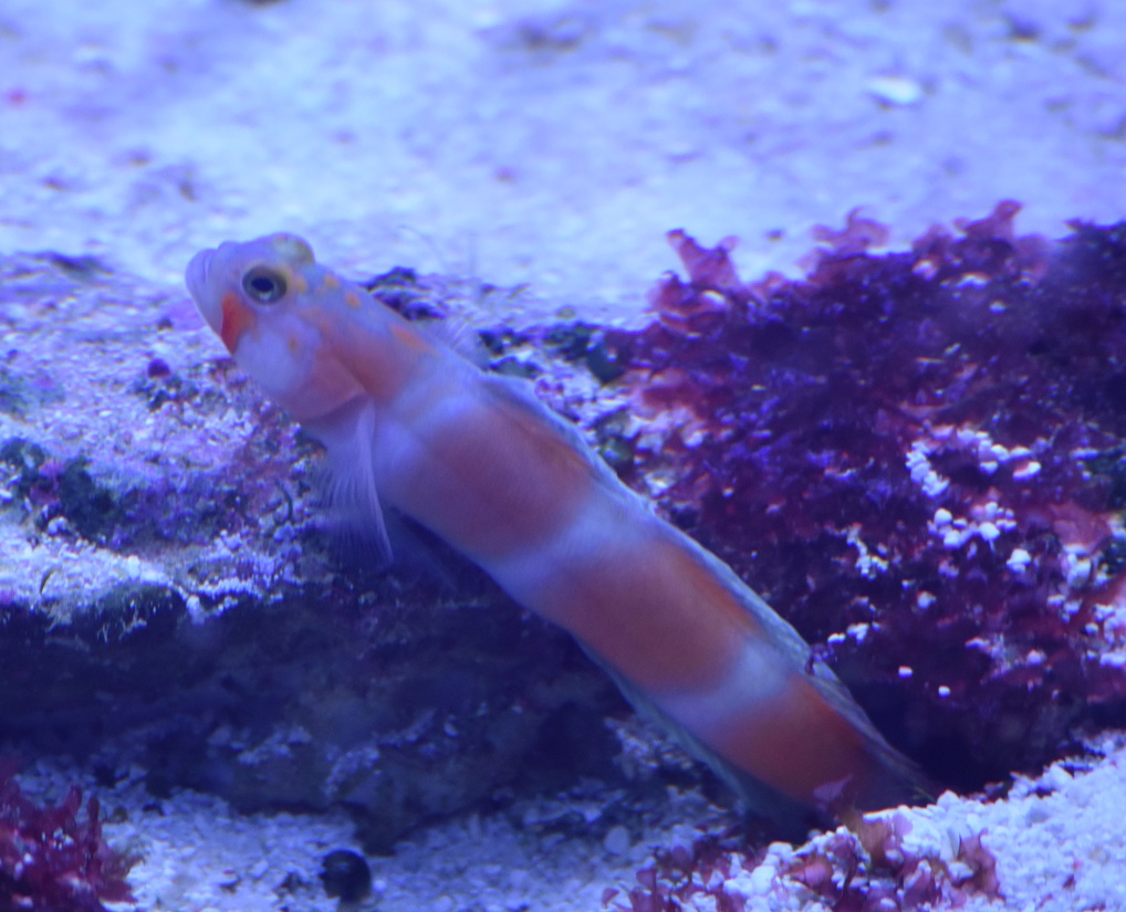 ZOOTOGRAFIANDO (6.100 ANIMALS): GOBIO PINKBAR / PINKBAR GOBY ...