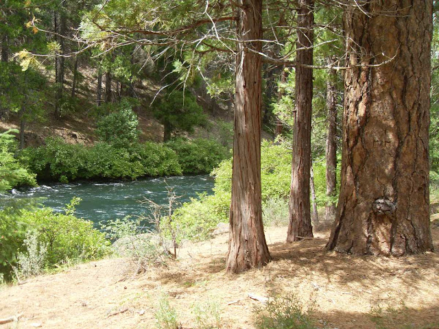 Welcome to Adele's Blog: Metolius River Camping
