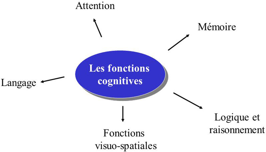Le Cerveau de l'Enfant et de l'Adolescent: Des Activités pour Exercer ...