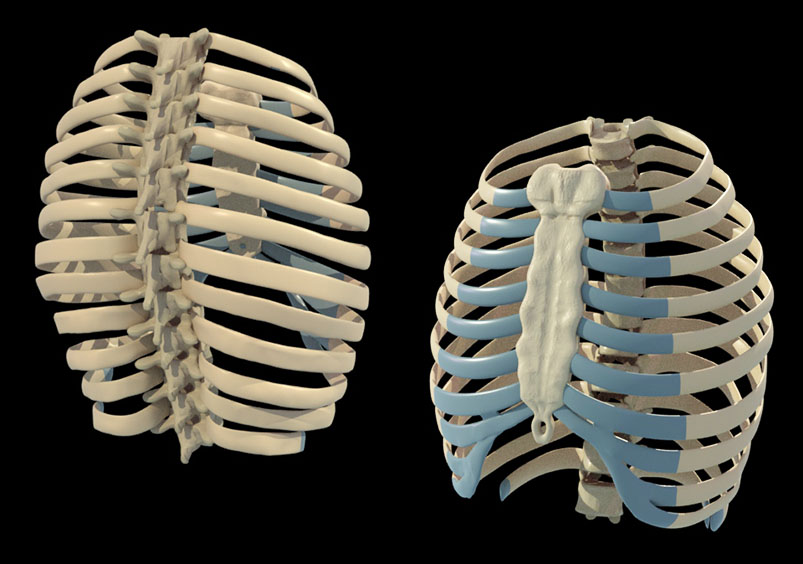 Art & Illustrations by Anne Therese J. Namocatcat: 3D Human Thorax