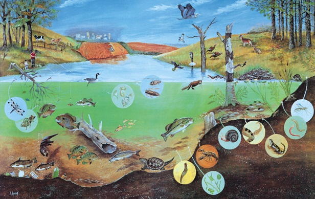 Pengertian, Susunan dan Macam-macam Ekosistem