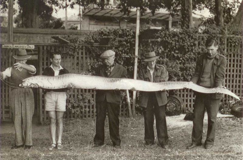 El pez remo (Regalecus glesne). | ElAntro