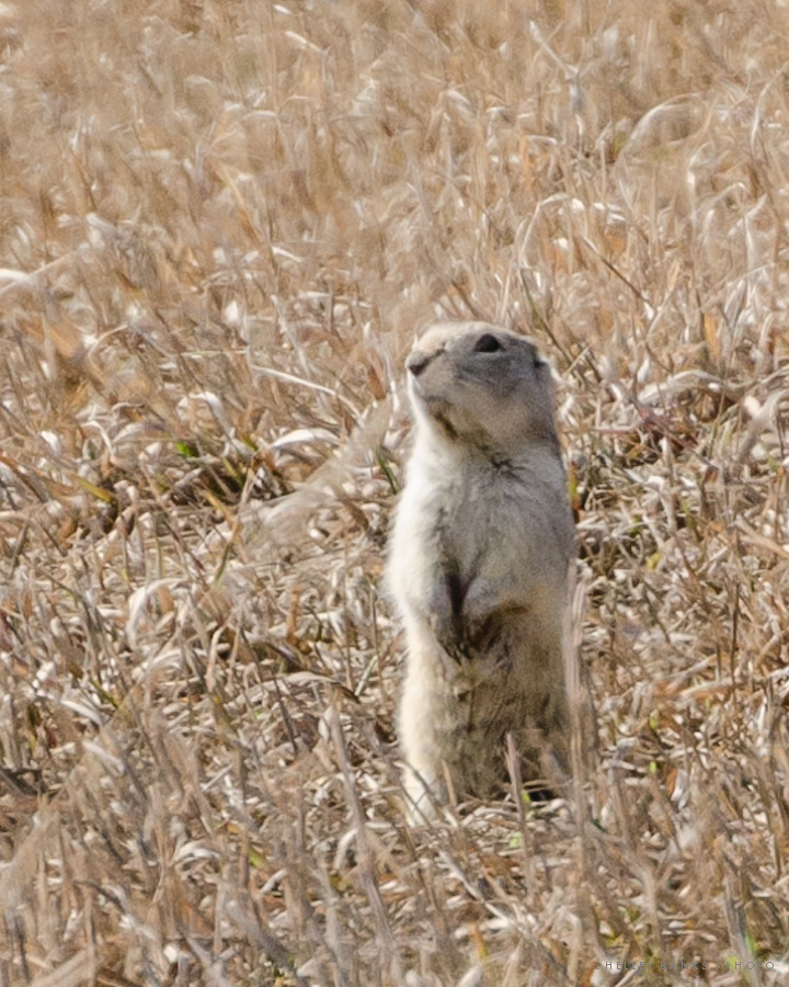 Prairie Nature: Prairie Gopher: Richardson's ground squirrel