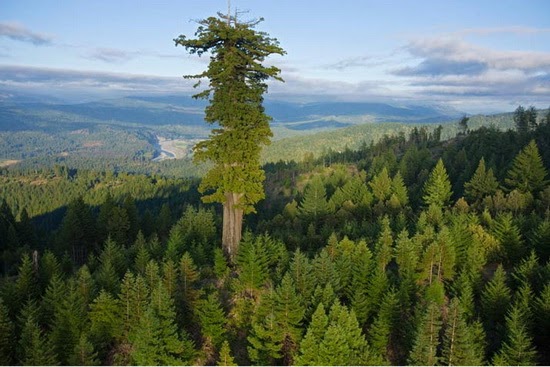 THE WORLD GEOGRAPHY: 10 Tallest Trees on the Earth