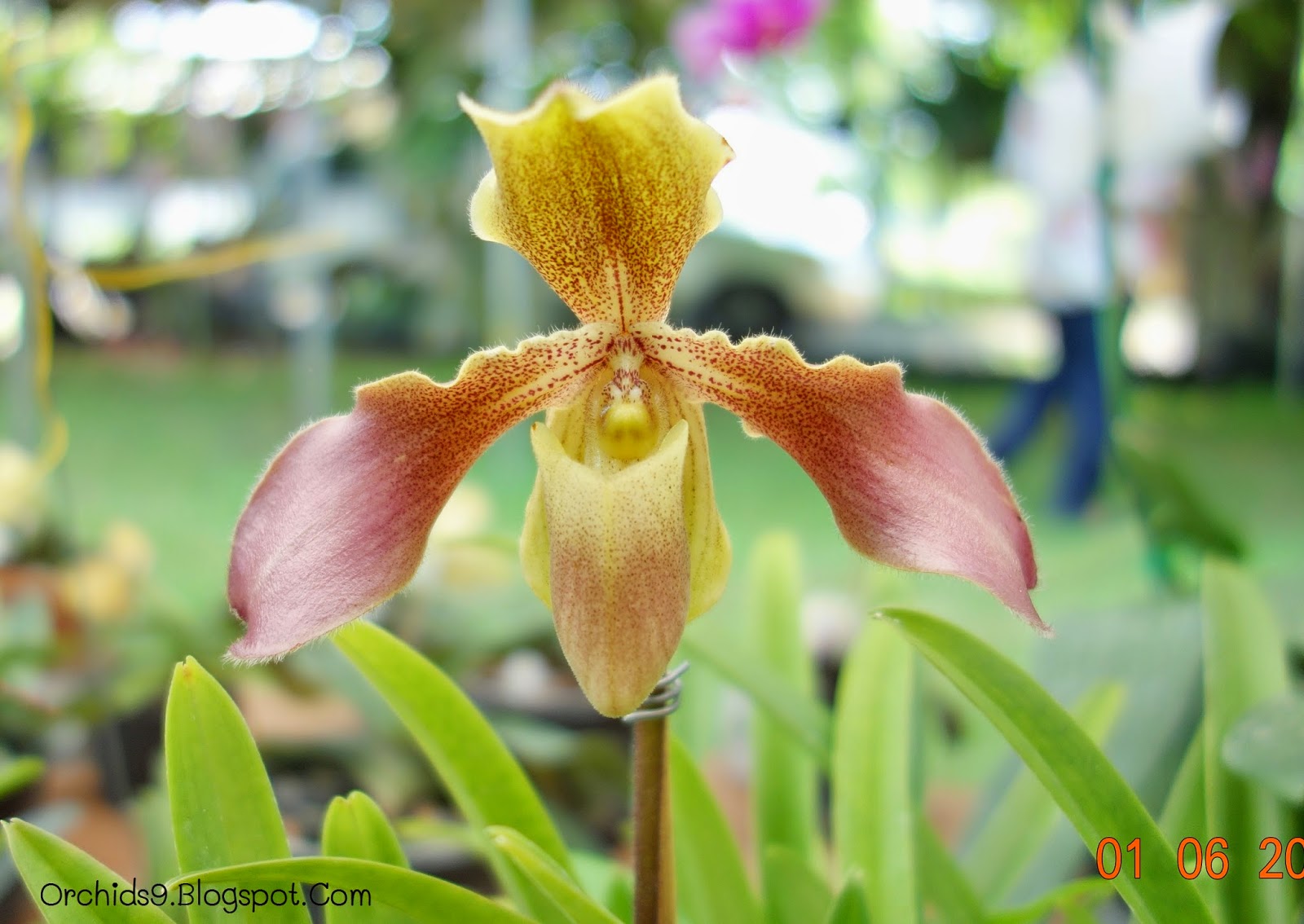 Orchids Flowers Pictures Bulbophyllum Vanda Cattleya Cymbidium ...