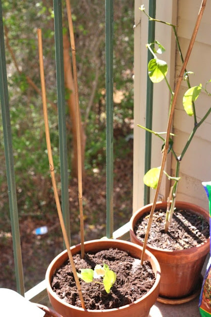 DIY: triangular trellis for tomato vine support