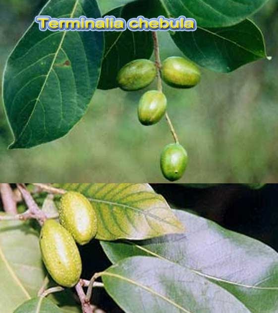 Medicinal Plants: Terminalia chebula - Haritaki, Karakkaya, Kadukkaya