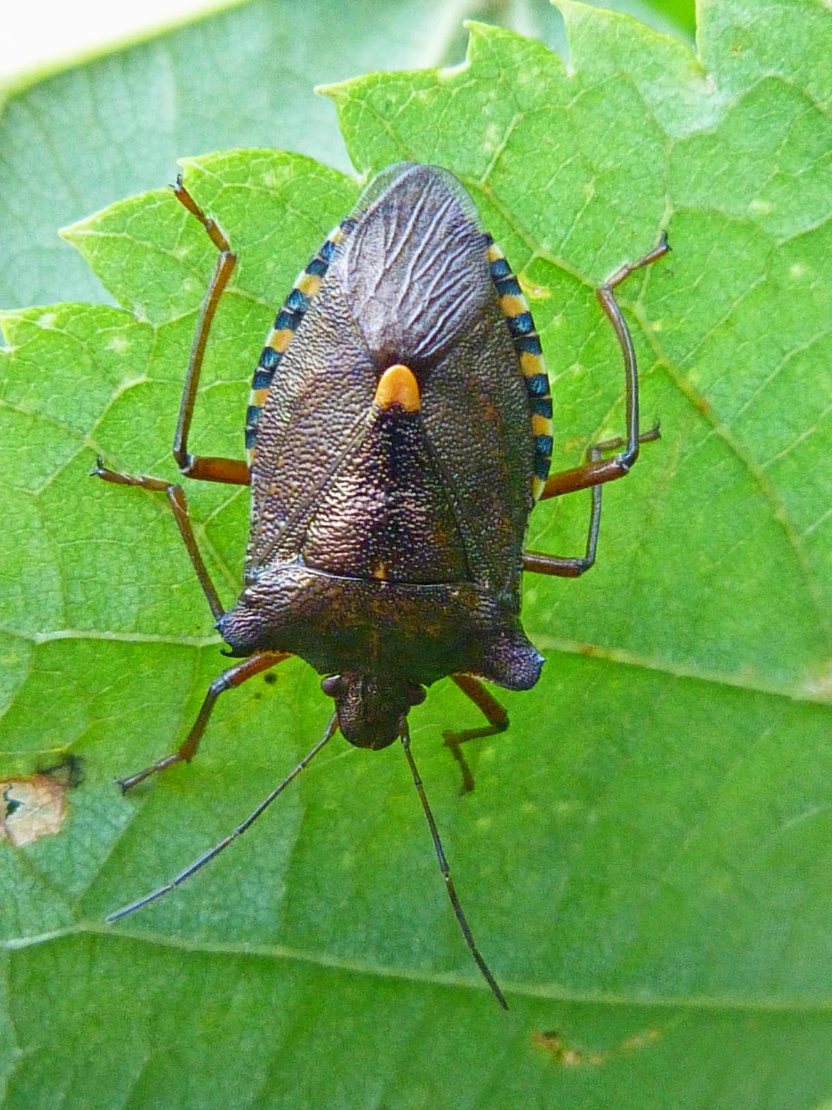 Insects of Scotland: True Bugs